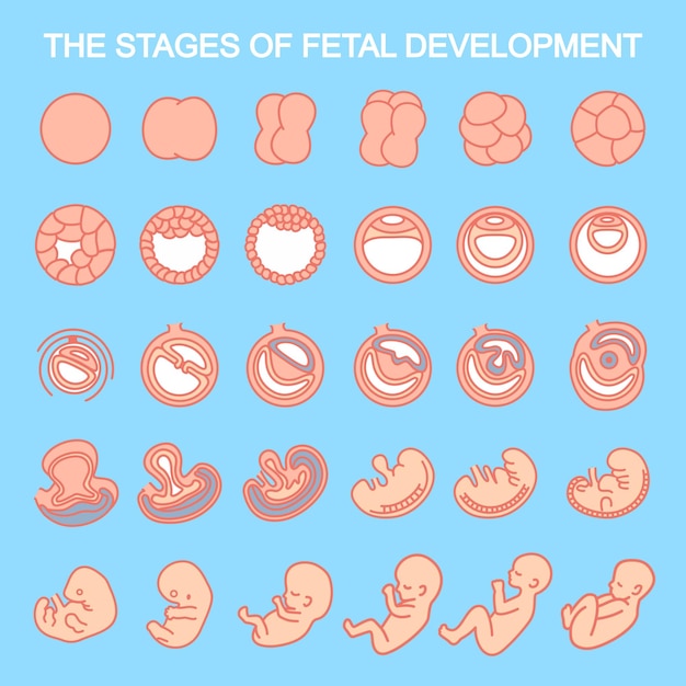 Detailed Illustrations of Fetal Development Stages in Blue | Jiffy Designs