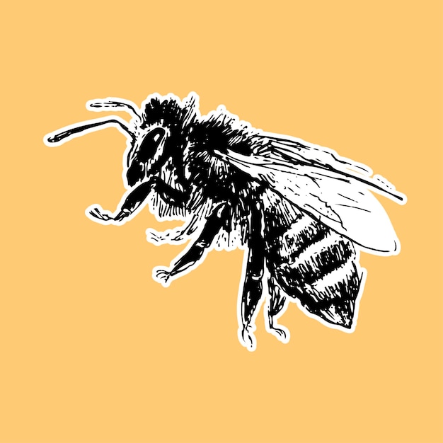 Detailed Illustration of a Buzzing Honey Bee | Jiffy Designs