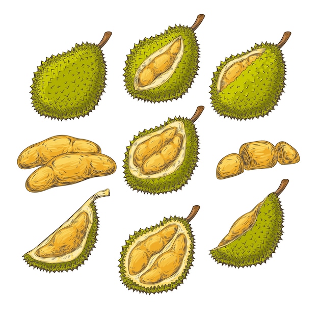 Vibrant Durian Fruit Collection: Tropical Delight in a Spiky Shell ...