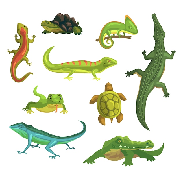 Vibrant Collection of Diverse Reptilian and Amphibious Creatures ...