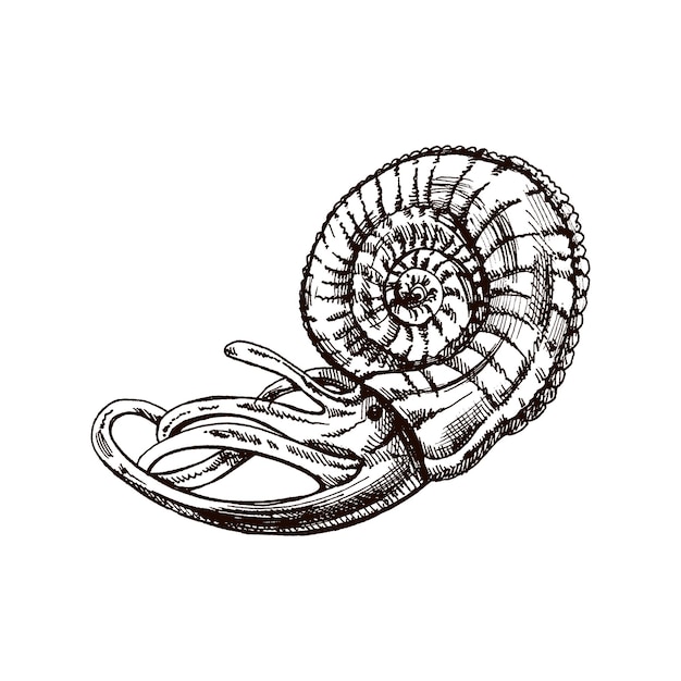 Intricate Ammonite Shell: A Timeless Natural Masterpiece | Jiffy Designs