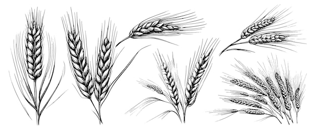Diverse Wheat Sheaf Collection: Elegant Monochrome Illustrations ...