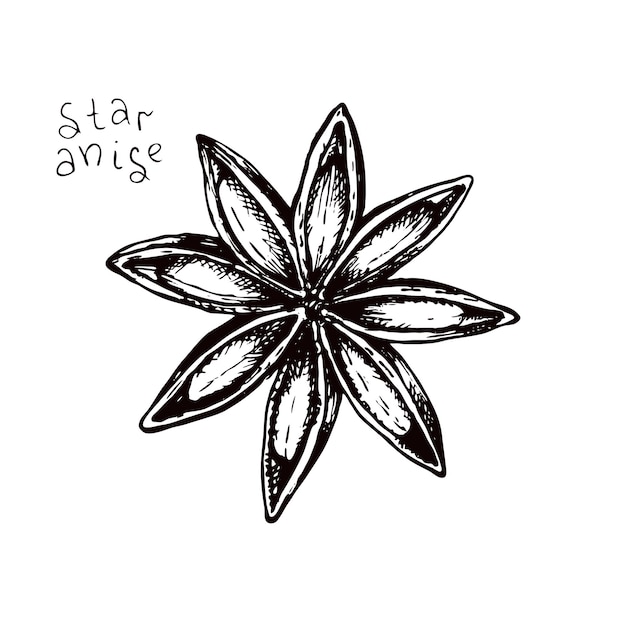 Captivating Star Anise Botanical Illustration | Jiffy Designs