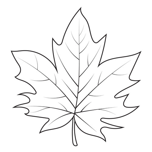 Contour Drawing Of A Maple Leaf. Autumn Leaf. | Jiffy Designs