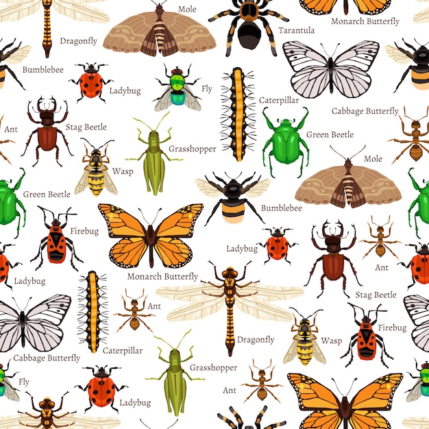 Diverse Collection of Vibrant Insects and Butterflies | Jiffy Designs