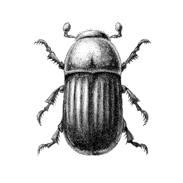 Intricate Beetle: A Detailed Monochrome Illustration of an Insect ...