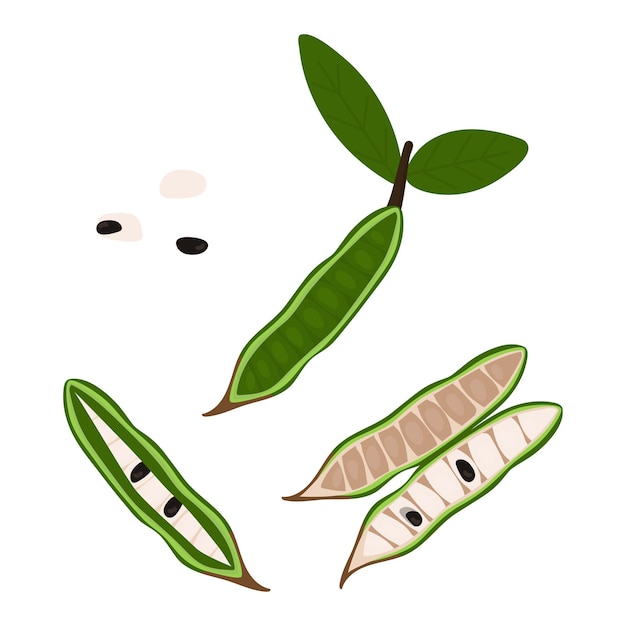 Vibrant Pea Pod Illustration with Playful Design Elements | Jiffy Designs