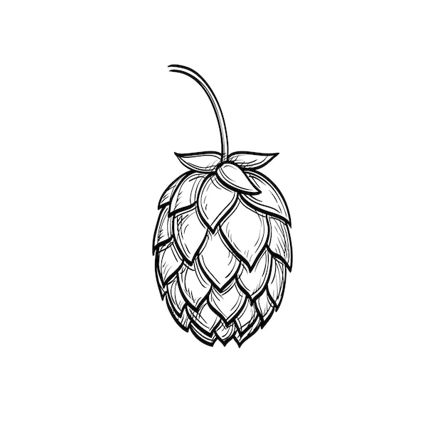 Intricate Hop Bud: A Striking Monochrome Botanical Illustration | Jiffy ...
