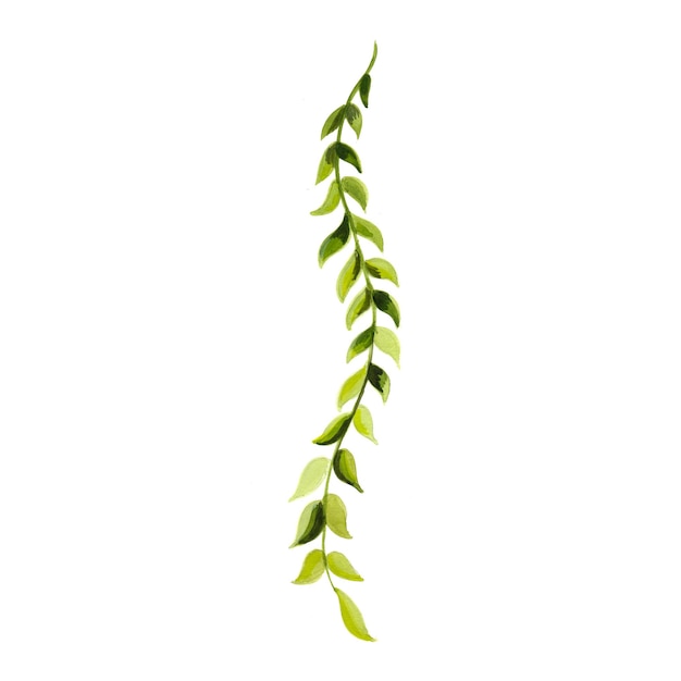 Minimalist Green Leaves Tendril Illustration | Jiffy Designs