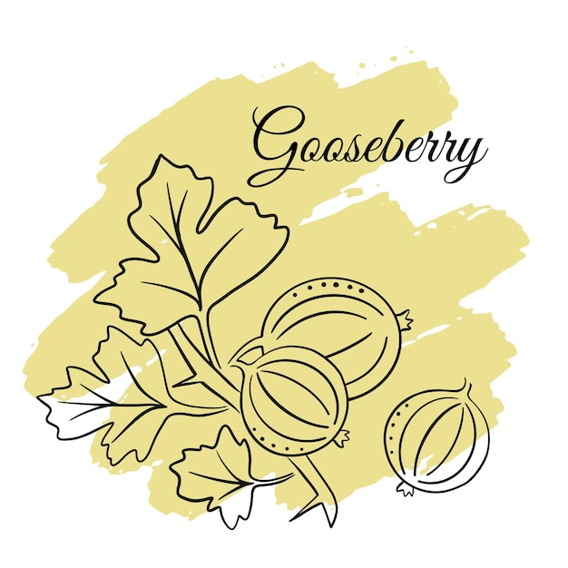 Delightful Gooseberry Illustration with Leaves and Berries | Jiffy Designs