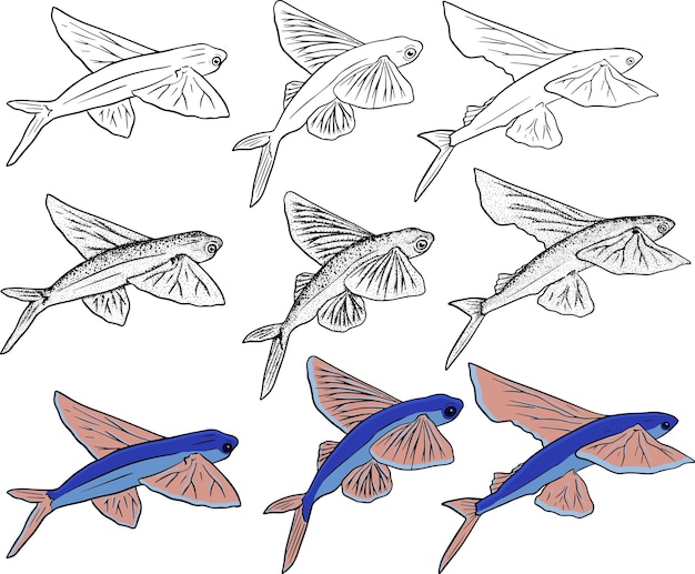 Vibrant Flying Fish Illustrations for Diverse Design Needs | Jiffy Designs