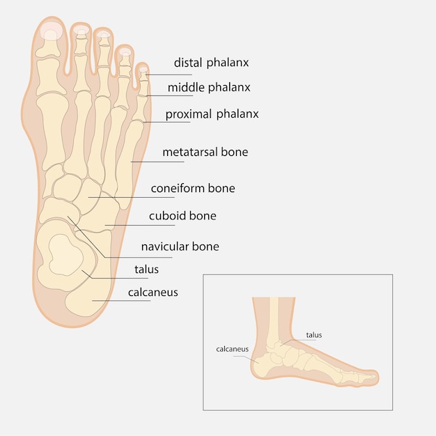 Detailed Diagram of the Anatomical Structure of the Human Foot | Jiffy ...