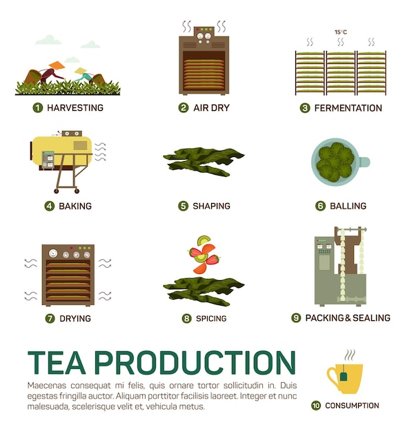 Vibrant Illustrations Depicting the Stages of Artisanal Tea Production ...