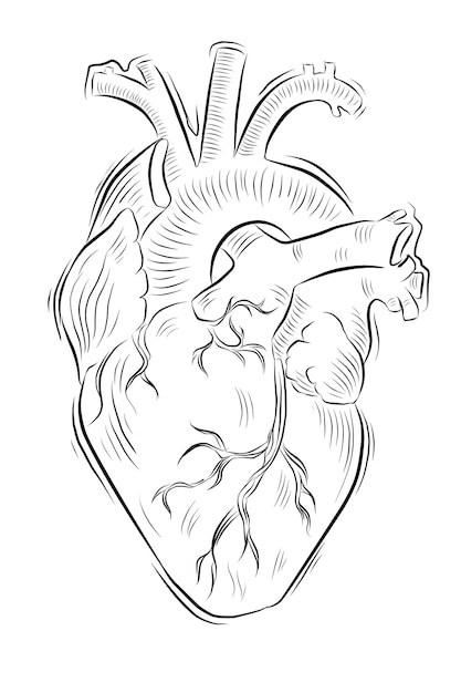 Anatomical Illustration of a Detailed Human Heart | Jiffy Designs