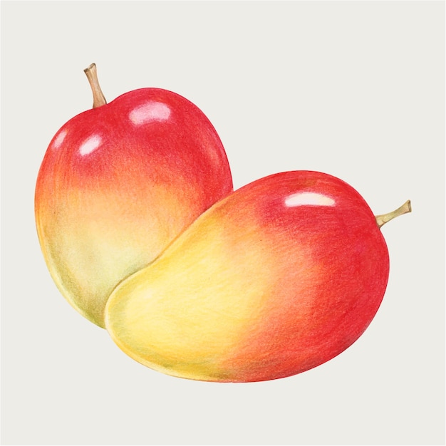Vibrant and Juicy Mango Duo Shines Bright | Jiffy Designs
