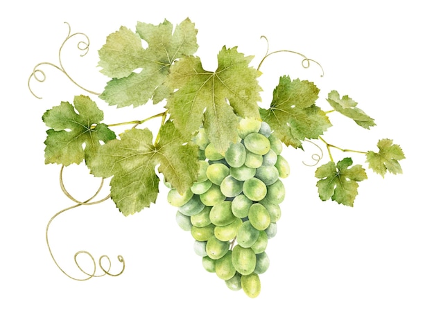 Vibrant Green Grapes with Lush Foliage | Jiffy Designs