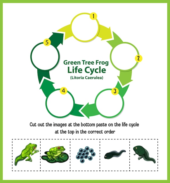 Engaging Visual Journey Through the Green Tree Frog Life Cycle | Jiffy ...