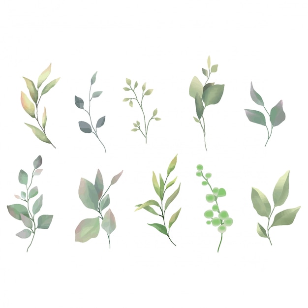 Elegant Botanical Greenery Illustrations Collection | Jiffy Designs