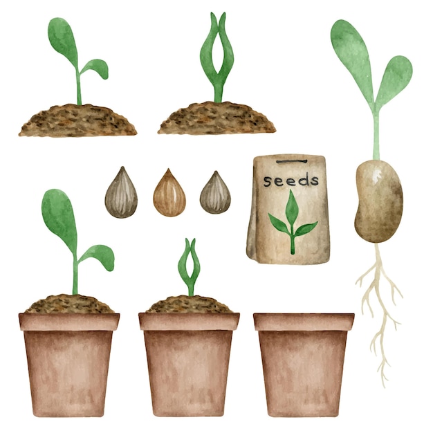 Sprouting Seeds: A Botanical Illustration of Plant Growth | Jiffy Designs