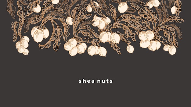 Elegant Shea Nut Botanical Illustration on Charcoal Background | Jiffy ...