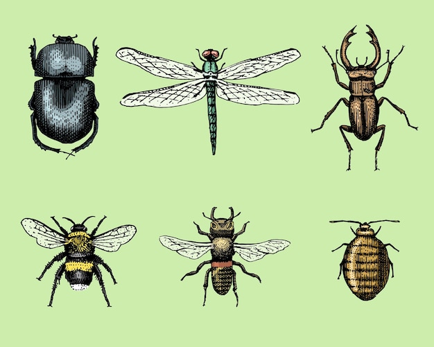 Intricate Insect Illustrations: Beetles, Dragonfly, and Bees Artistry ...