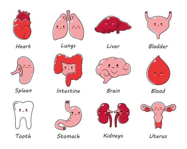 Adorable Cartoon Organs: A Playful Anatomical Exploration | Jiffy Designs