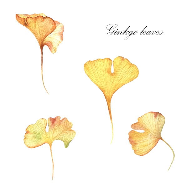 Vibrant Ginkgo Leaves: A Captivating Natural Display | Jiffy Designs