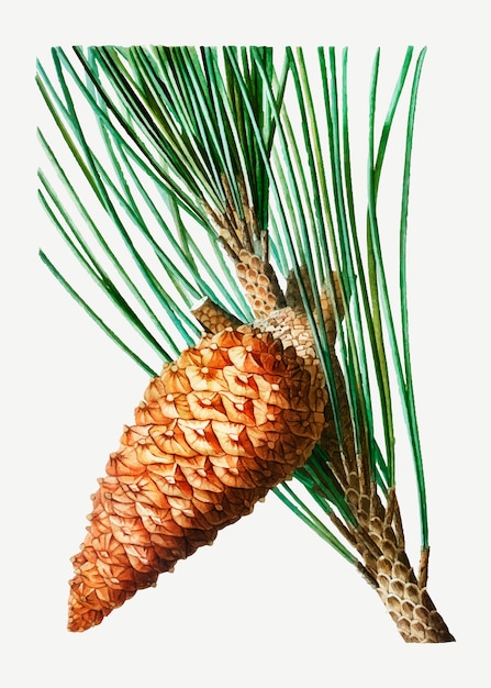 Vibrant Pine Cone and Needles Botanical Illustration | Jiffy Designs