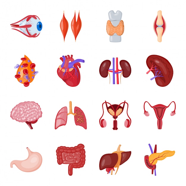 Comprehensive Collection of Detailed Human Anatomy Illustrations ...