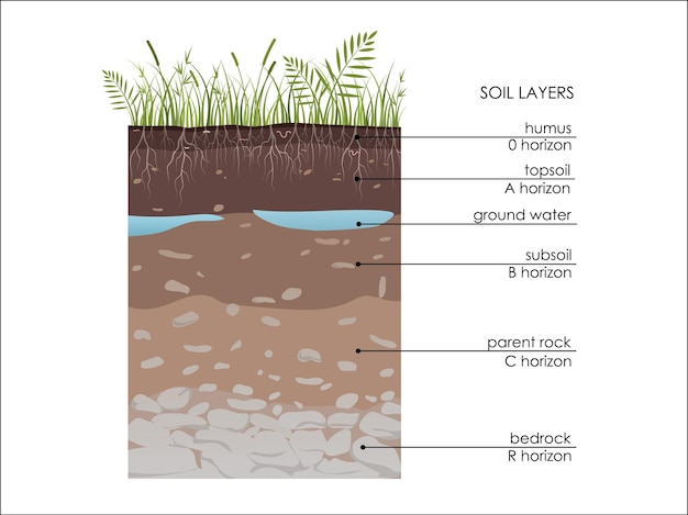 Diverse Layers of Soil and Vegetation in Detailed Illustration | Jiffy ...