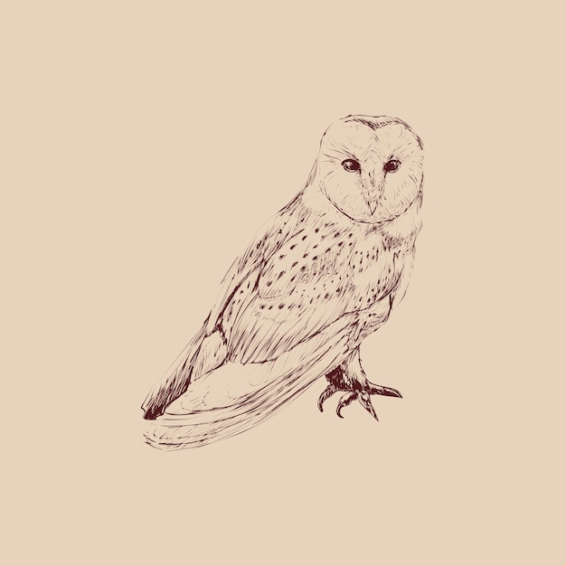 Intricate Barn Owl Illustration in Earthy Tones | Jiffy Designs