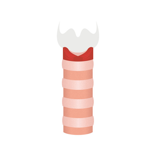 Human Trachea Icon. Tracheal Tube Anatomy And Function. Tracheitis And ...