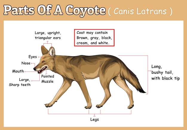 Detailed Illustration of a Coyote's Distinguishing Features | Jiffy Designs