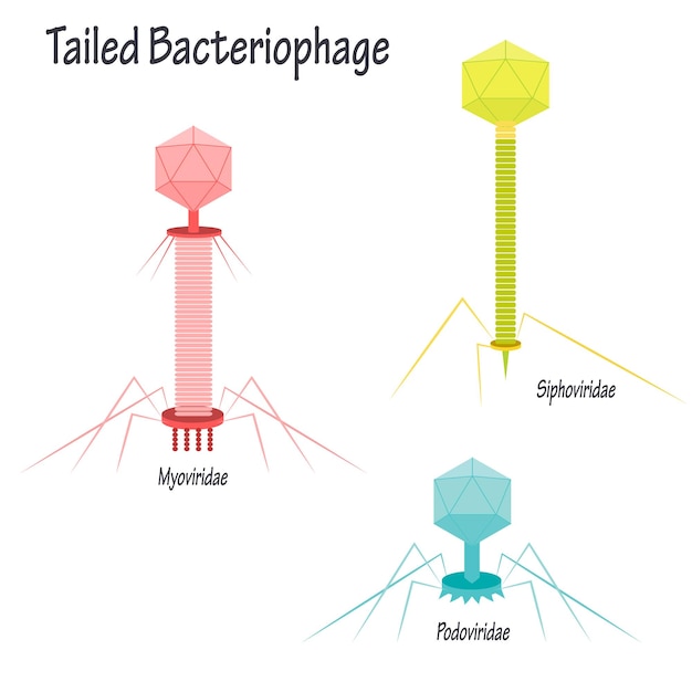 Vibrant Bacteriophage Structures: Myovirus, Siphoviridae, and Podovirus ...
