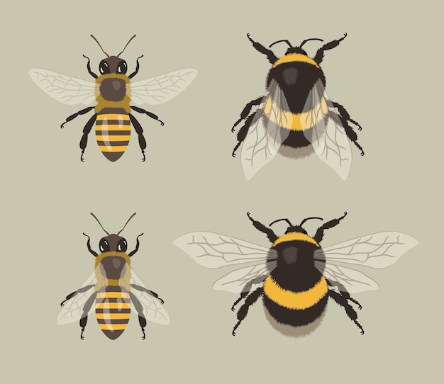 Vibrant Bumblebee Collection: Detailed Illustrations for Versatile ...