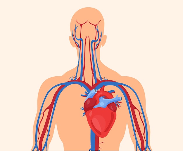 Vibrant Anatomy: A Captivating Cardiovascular Illustration | Jiffy Designs