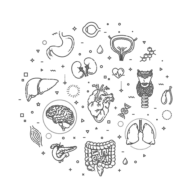 Whimsical Anatomical Doodles: A Playful Exploration of the Body | Jiffy ...