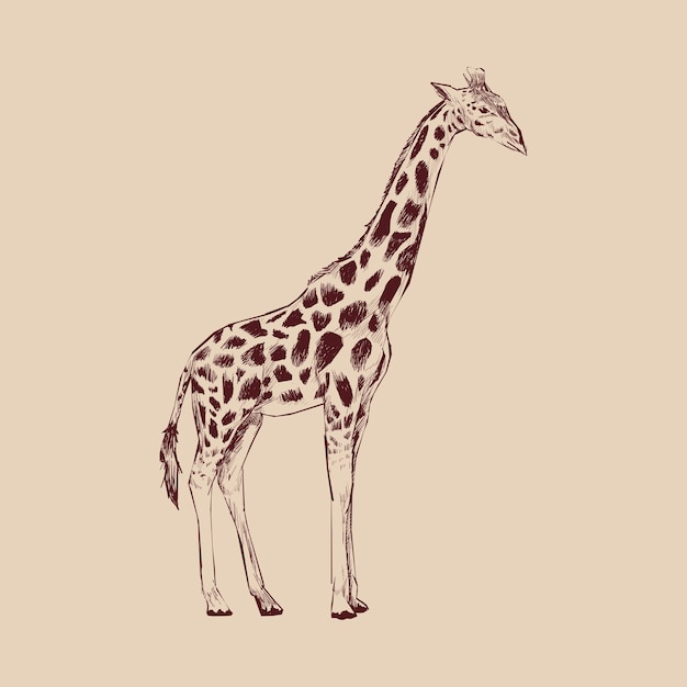 Vintage Illustration of a Tall Giraffe with Distinct Markings | Jiffy ...