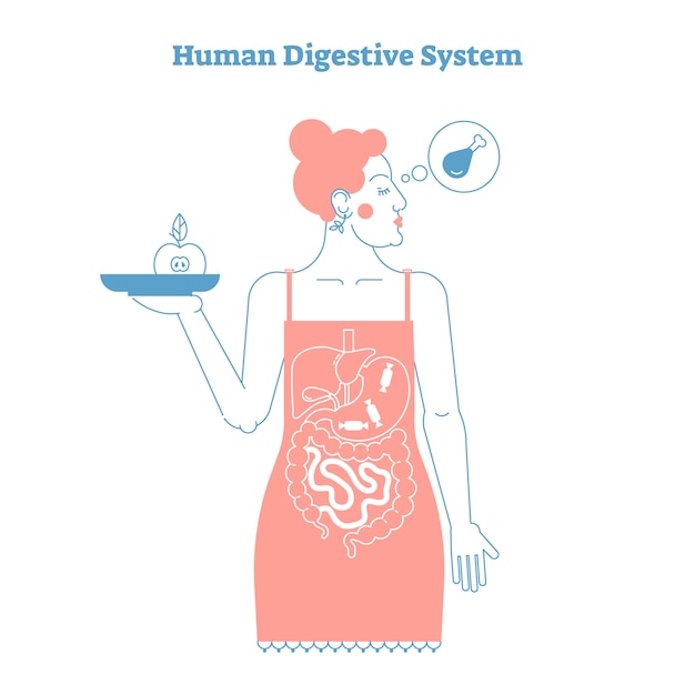 Vibrant Anatomical Illustration of the Human Digestive System | Jiffy ...