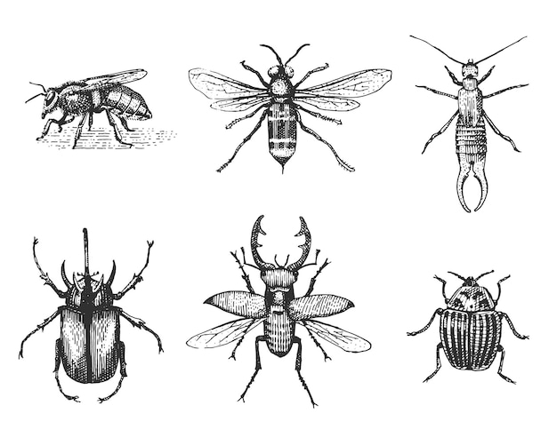 Intricate Insect Illustrations: A Diverse Collection of Beetle Etchings ...