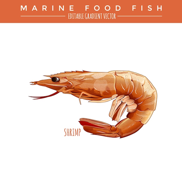 Vibrant Shrimp: A Delectable Marine Delight | Jiffy Designs