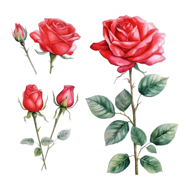 Vibrant Red Roses in Bloom: A Botanical Delight | Jiffy Designs