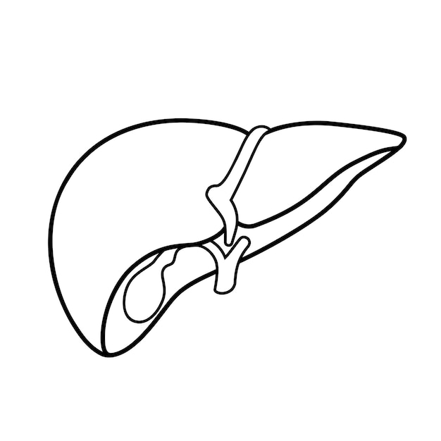 Detailed Illustration of the Human Liver Anatomy | Jiffy Designs