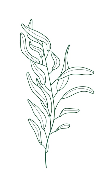 Elegant Line Drawing of Botanical Leaves and Stems | Jiffy Designs