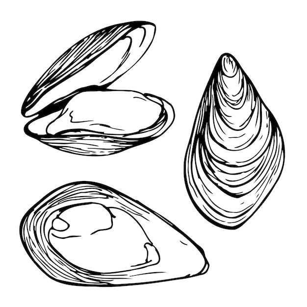 Elegant Mussel Shells: Captivating Organic Textures | Jiffy Designs