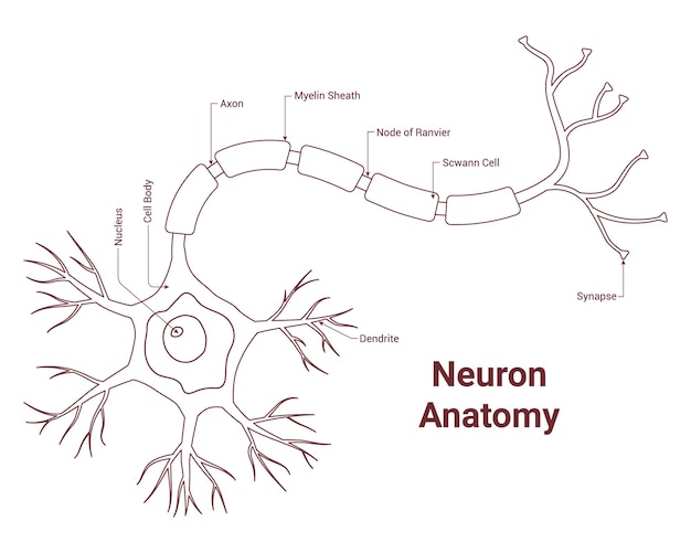 Detailed Diagram of a Neuron's Anatomical Structure | Jiffy Designs