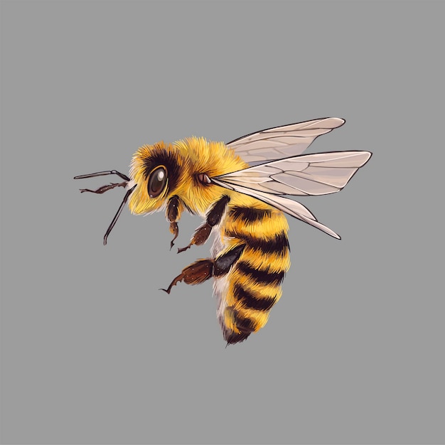 Detailed illustration of a flying honey bee in motion | Jiffy Designs