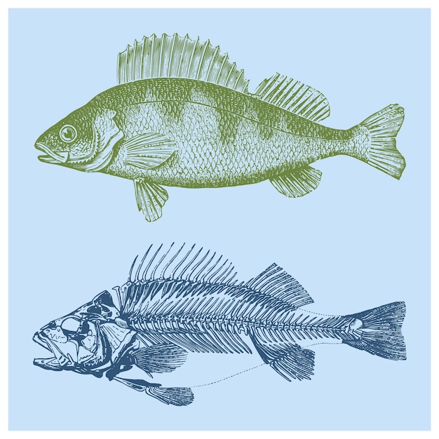 Detailed Illustrations of Two Unique Freshwater Fish | Jiffy Designs