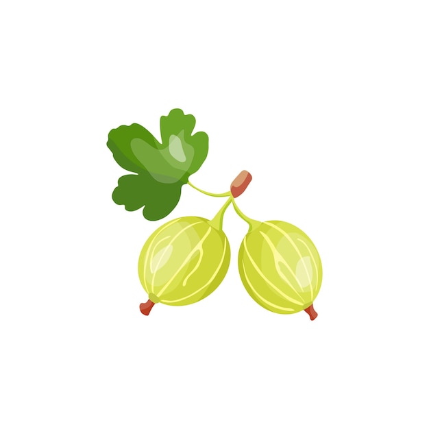 Vibrant Green Gooseberry Illustration with Leaves and Stem | Jiffy Designs