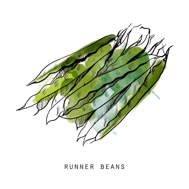 Fresh and Vibrant Runner Beans in Striking Illustration | Jiffy Designs